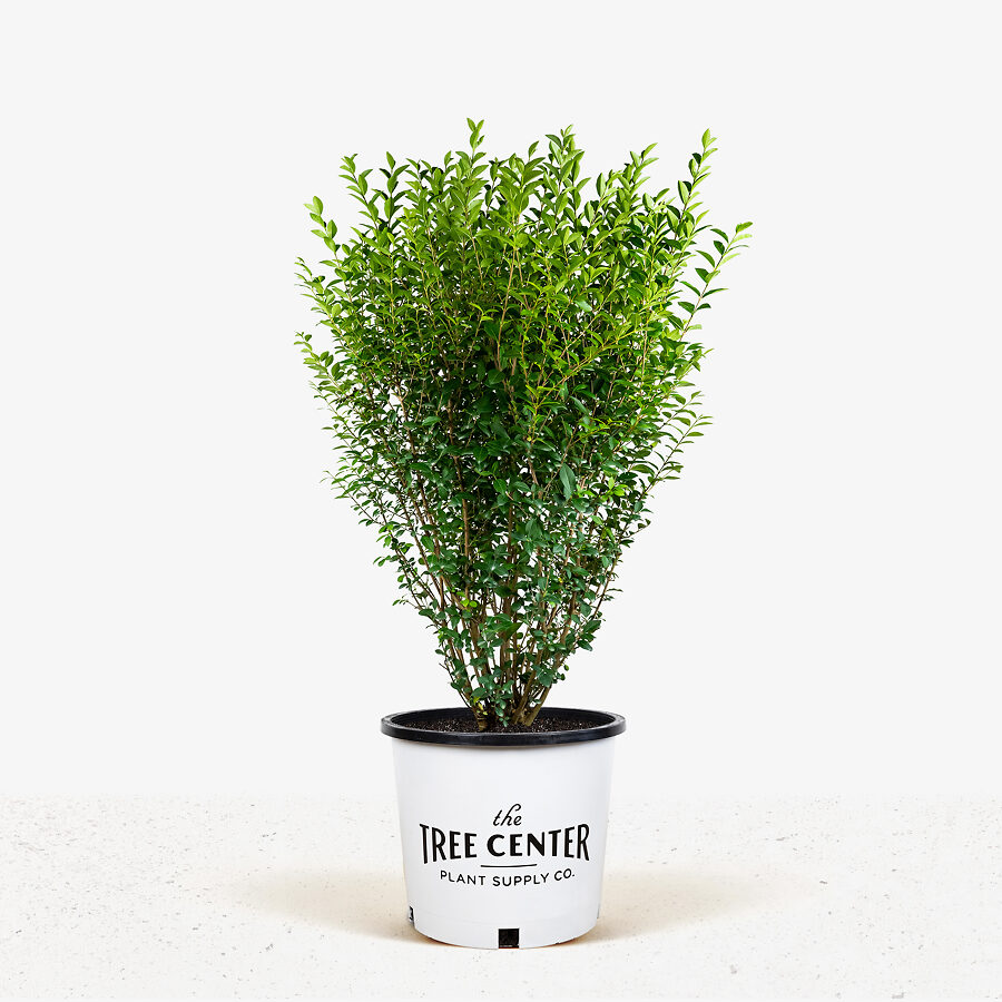 California Privet For Sale | The Tree Center