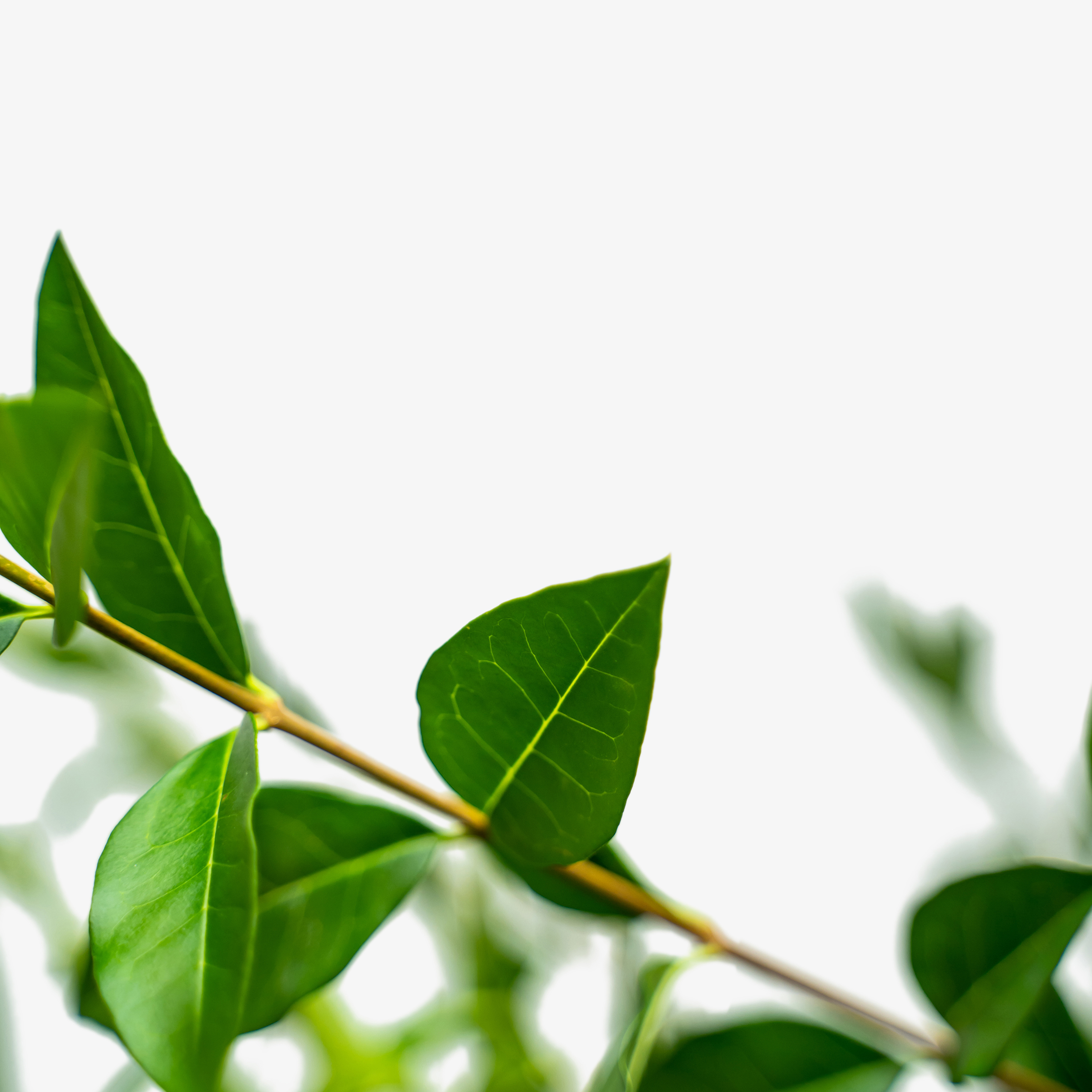 California Privet For Sale | The Tree Center