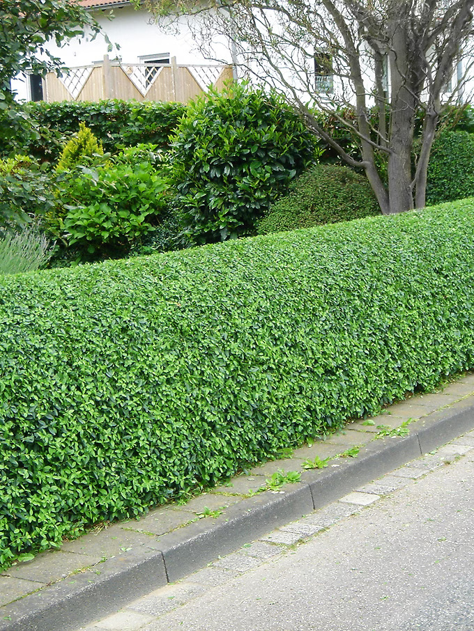 Privet Hedges For Sale Online | The Tree Center