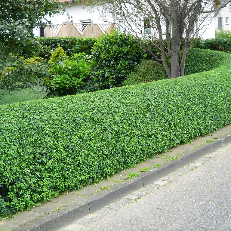 California Privet For Sale | The Tree Center