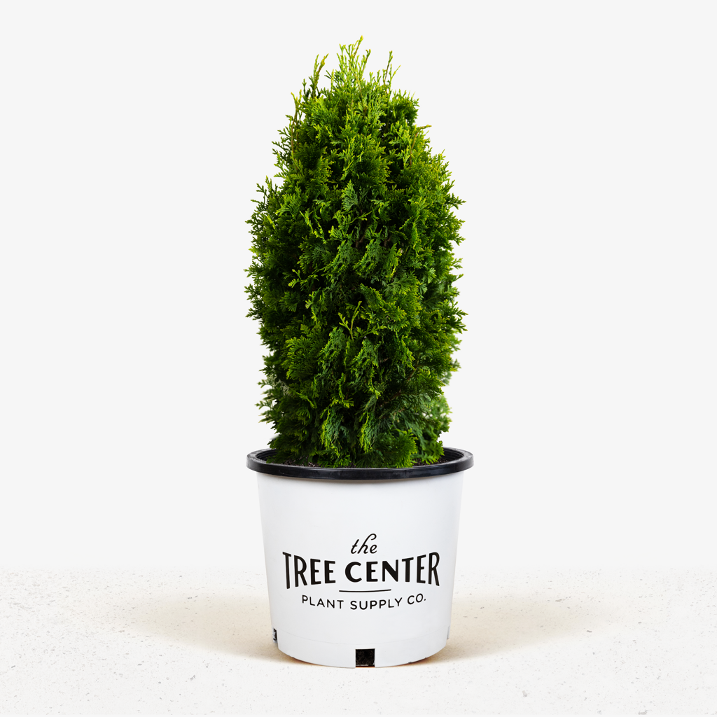 DeGroots Spire Arborvitae | The Tree Center
