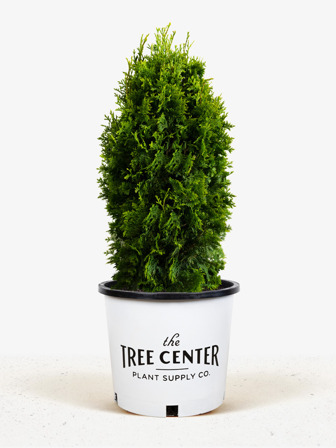 Steeplechase Arborvitae Trees For Sale | The Tree Center
