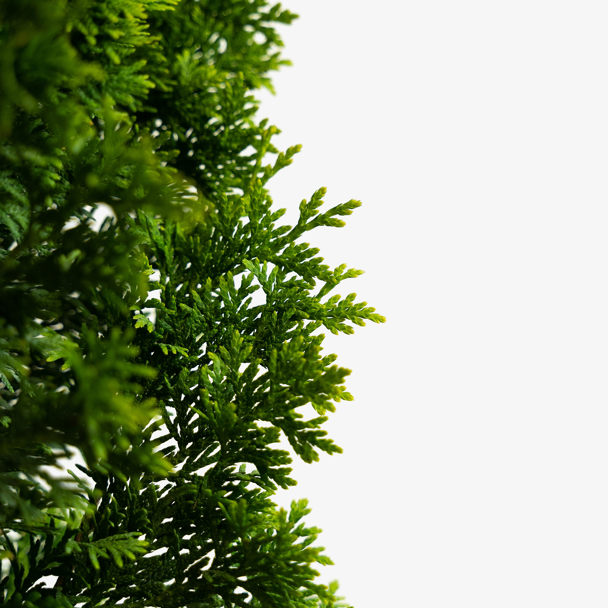 DeGroots Spire Arborvitae | The Tree Center