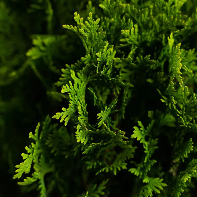 DeGroots Spire Arborvitae | The Tree Center