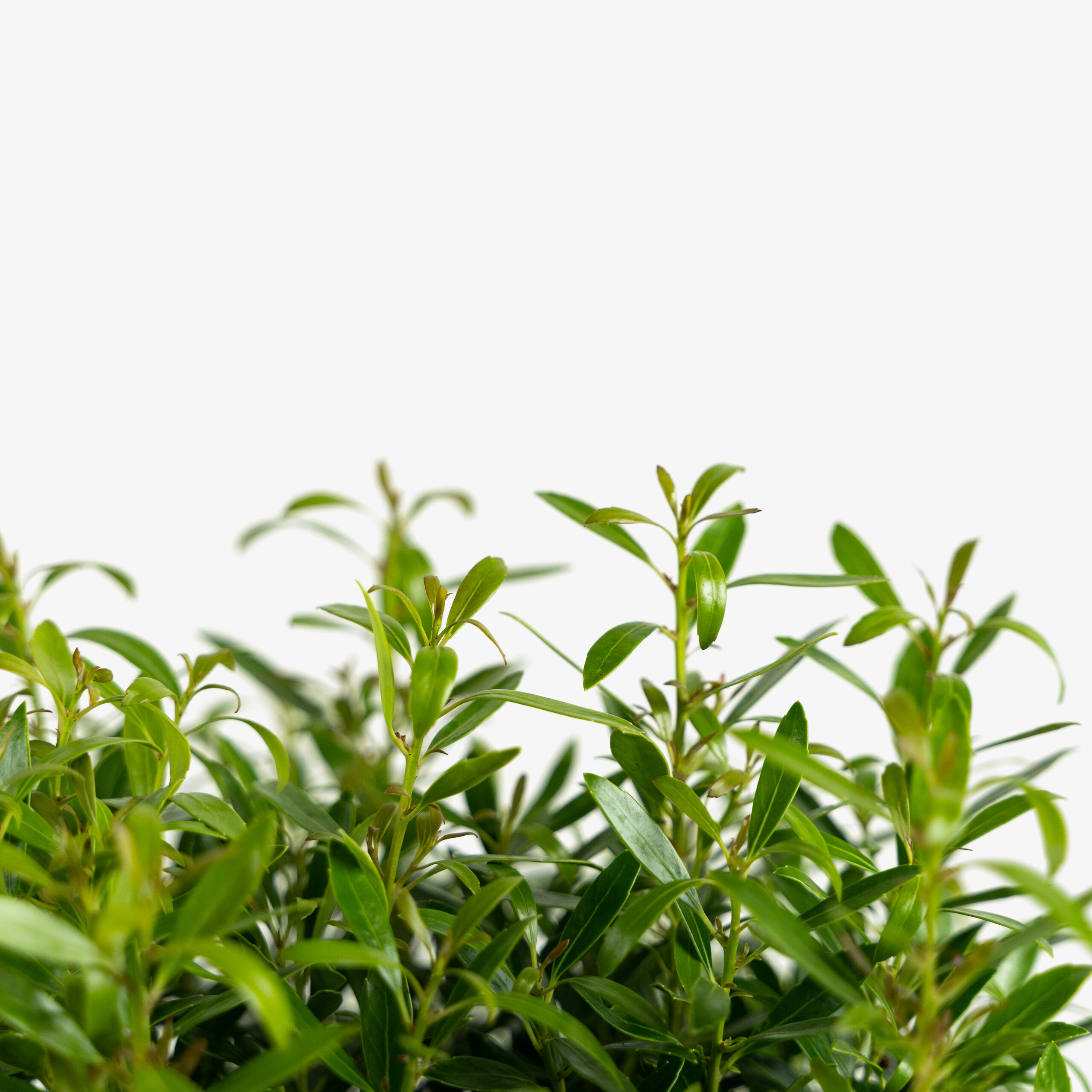 Compact Inkberry Holly For Sale Online | The Tree Center