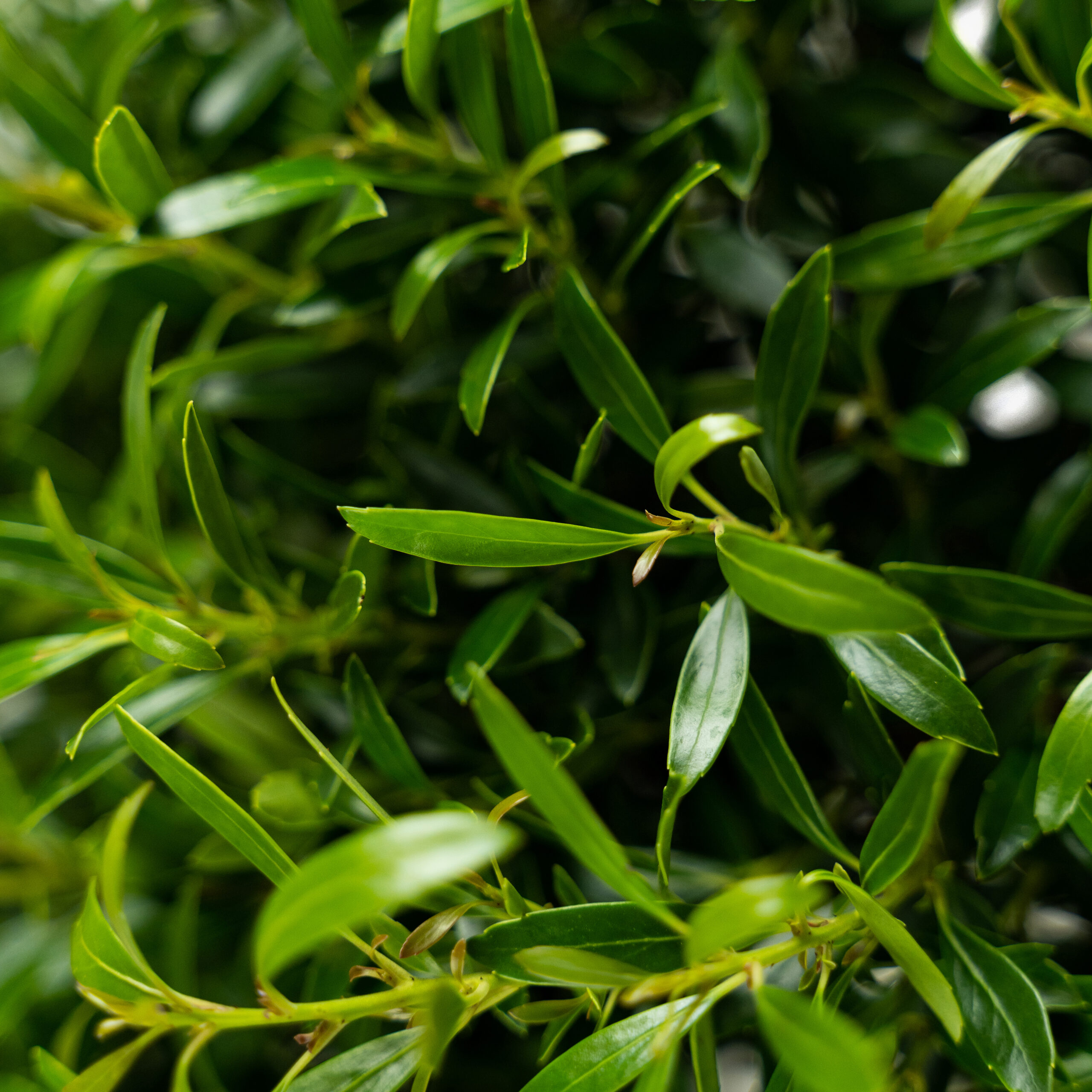 Compact Inkberry Holly For Sale Online | The Tree Center