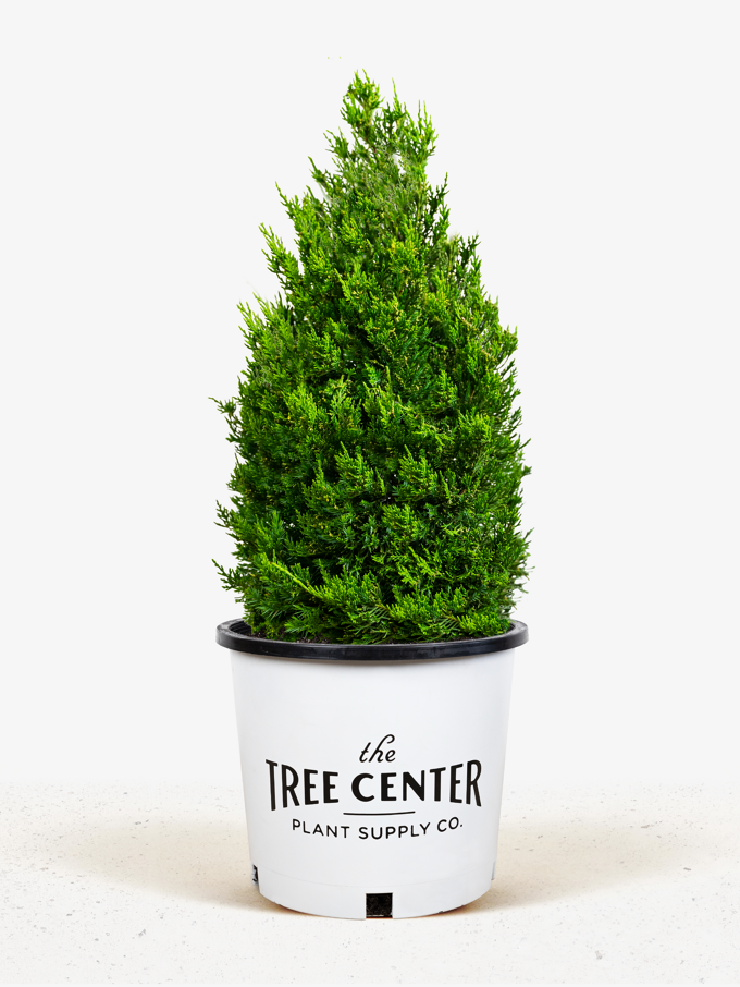 Gold Lace Juniper For Sale Online | The Tree Center