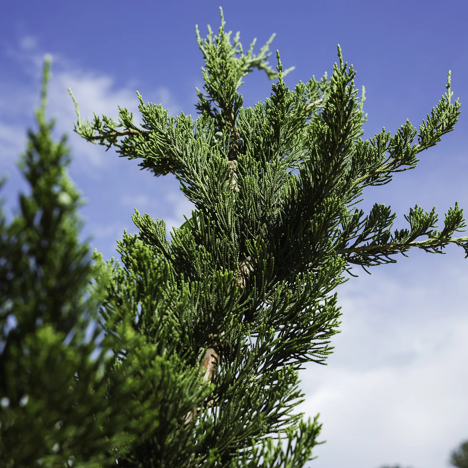Hollywood Juniper For Sale | The Tree Center