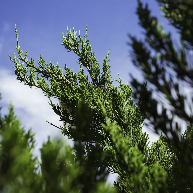 Hollywood Juniper For Sale | The Tree Center