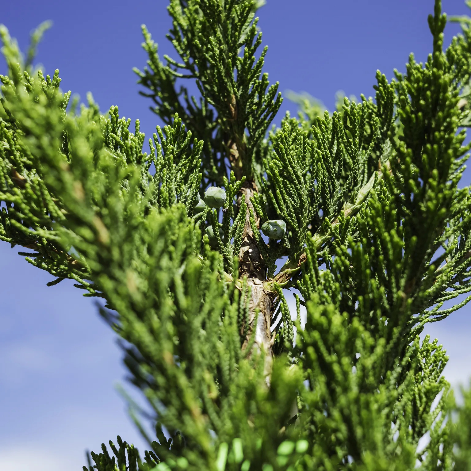 Hollywood Juniper For Sale | The Tree Center