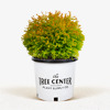 Fire Chief Arborvitae Trees For Sale Online | The Tree Center