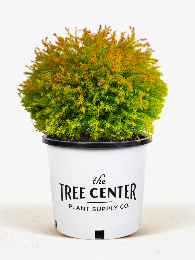 Berckmans' Golden Arborvitae For Sale Online | The Tree Center