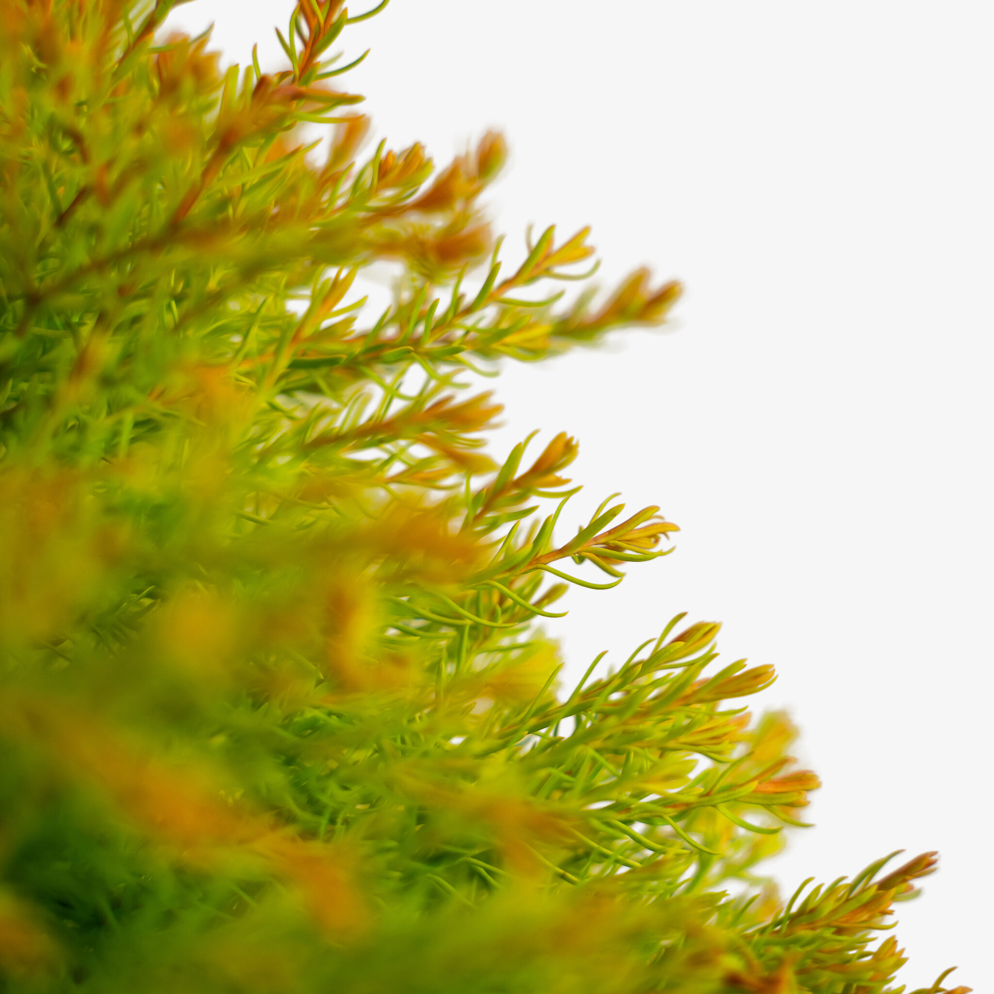 Fire Chief Arborvitae Trees For Sale Online | The Tree Center