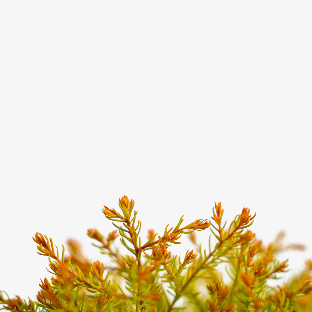 Fire Chief Arborvitae Trees For Sale Online | The Tree Center