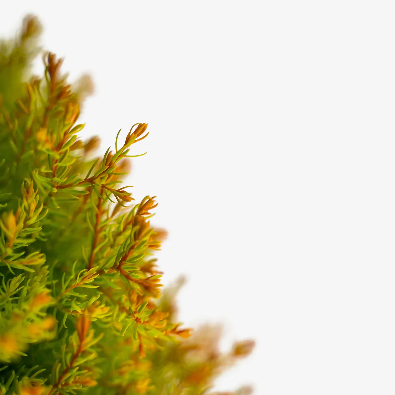 Fire Chief Arborvitae Trees For Sale Online | The Tree Center