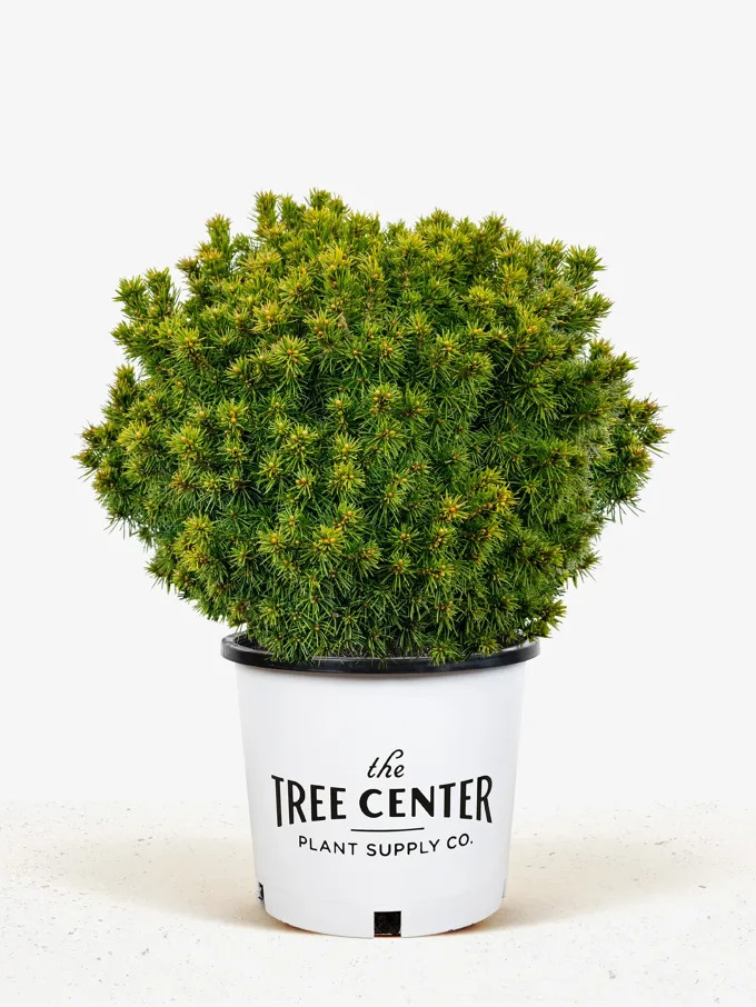 Baker’s Blue Colorado Spruce Trees For Sale | The Tree Center