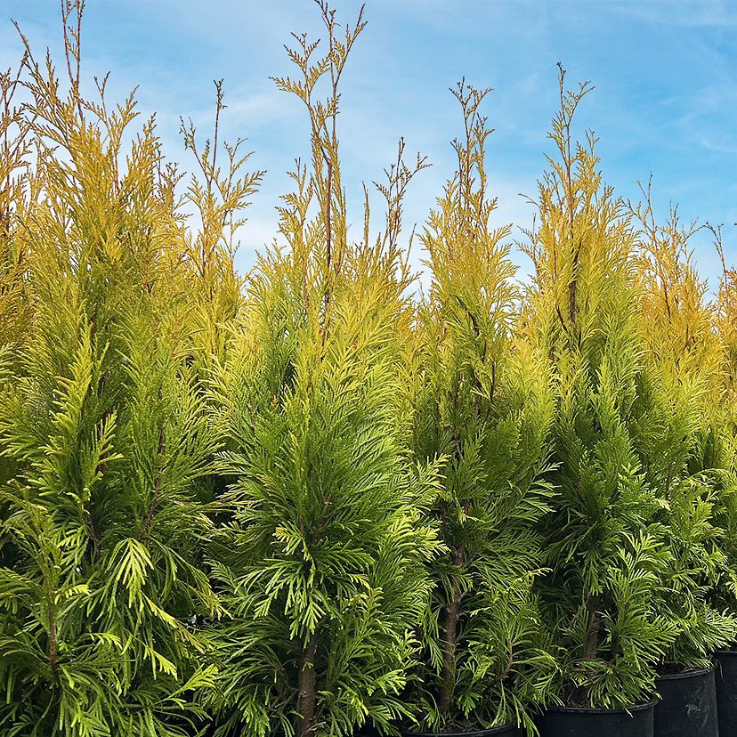 Forever Goldy Arborvitae Trees For Sale | The Tree Center