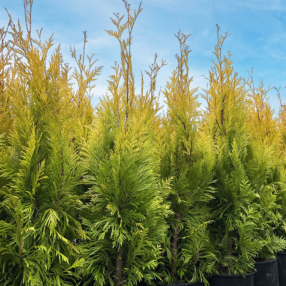 Forever Goldy Arborvitae Trees For Sale | The Tree Center