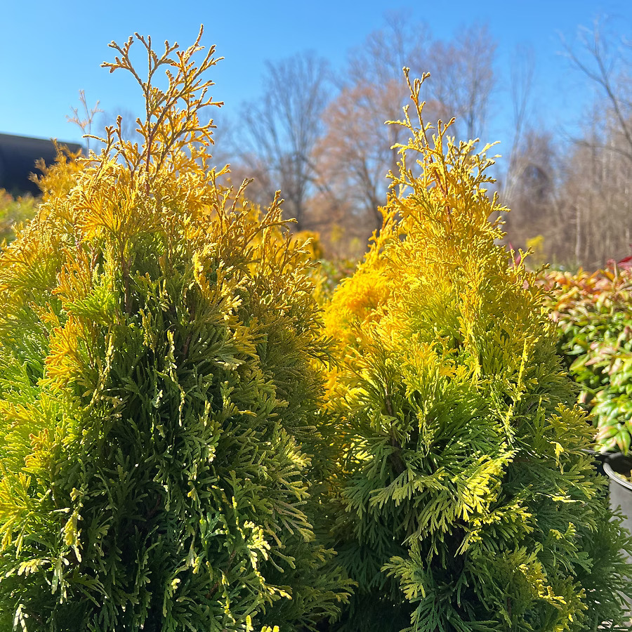 Forever Goldy Arborvitae Trees For Sale | The Tree Center