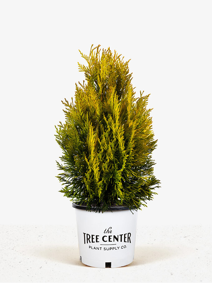 Golden Globe Arborvitae For Sale Online | The Tree Center