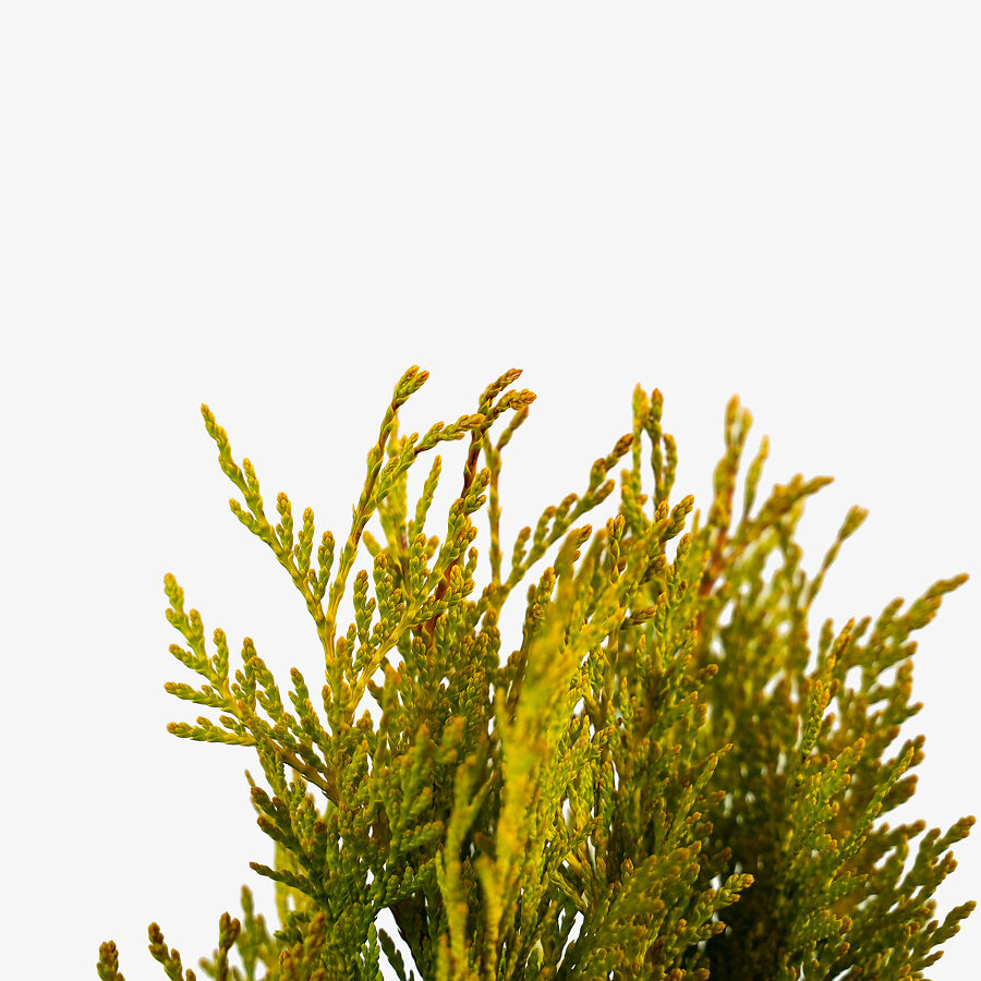 Forever Goldy Arborvitae Trees For Sale | The Tree Center
