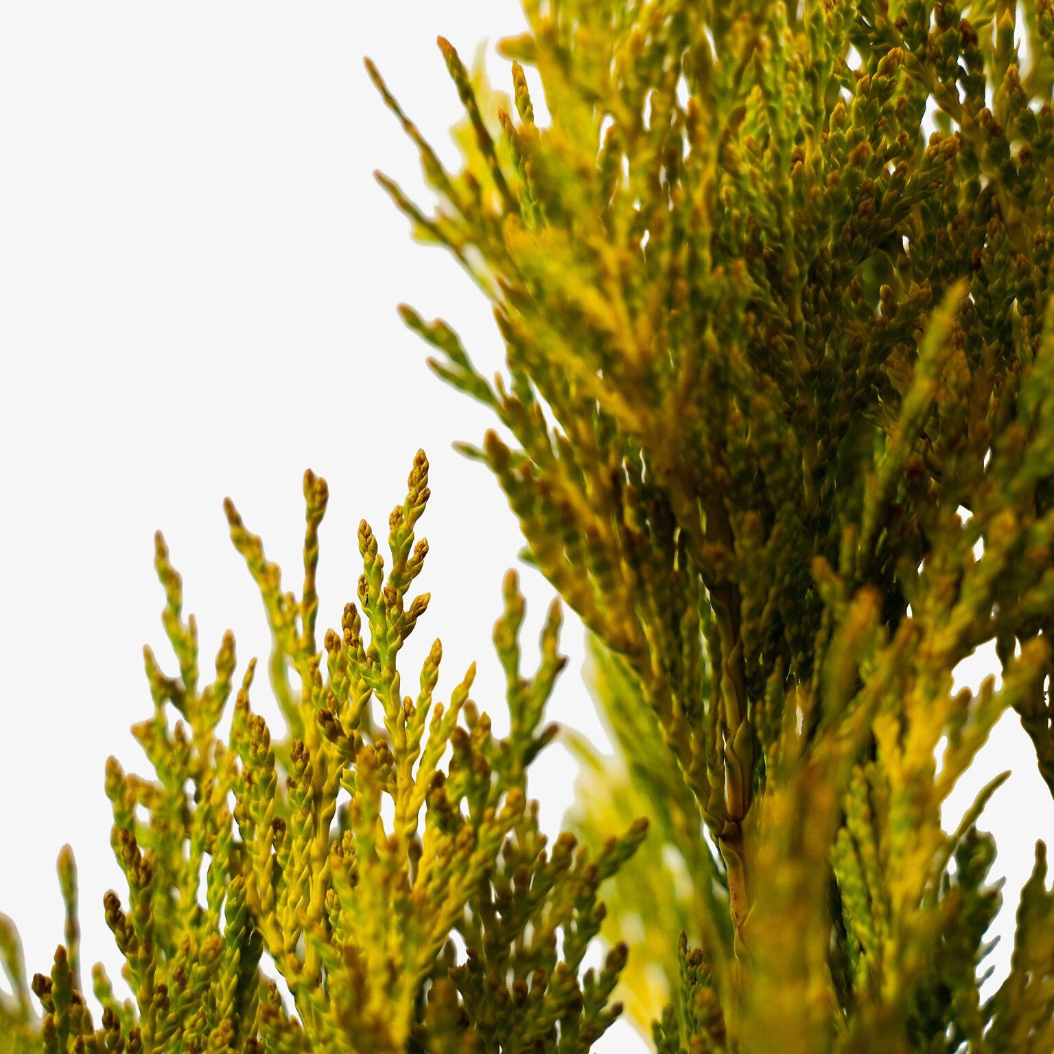 Forever Goldy Arborvitae Trees For Sale | The Tree Center