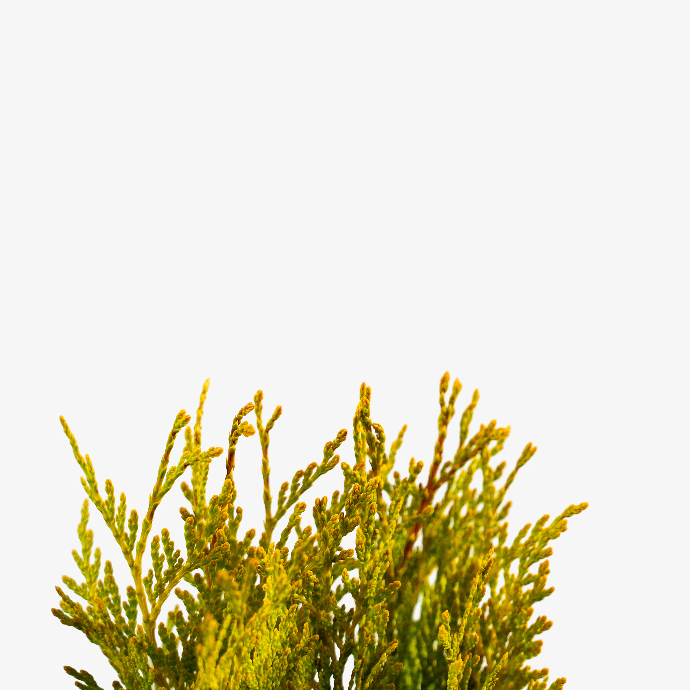 Forever Goldy Arborvitae Trees For Sale | The Tree Center