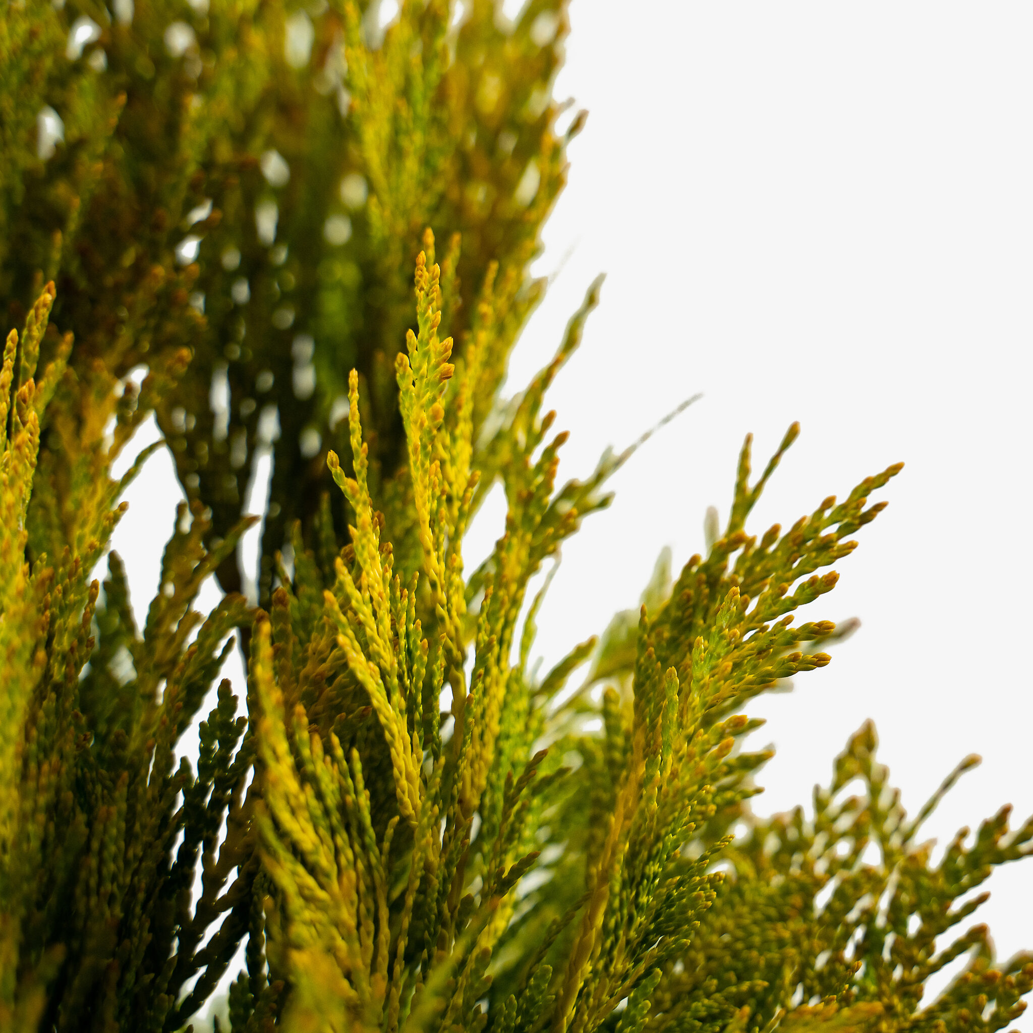 Forever Goldy Arborvitae Trees For Sale | The Tree Center