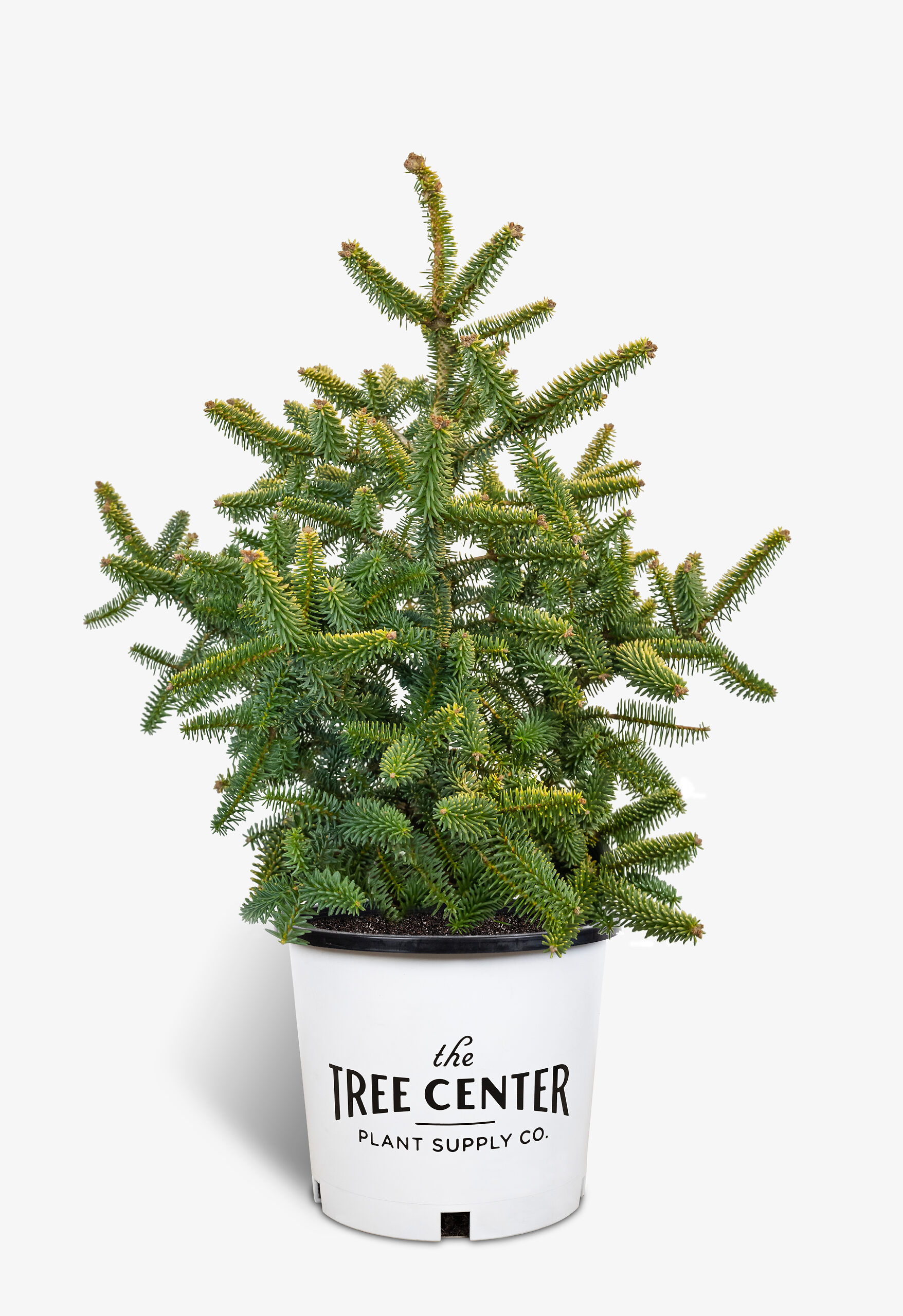 Golden Spanish Fir Trees For Sale | The Tree Center