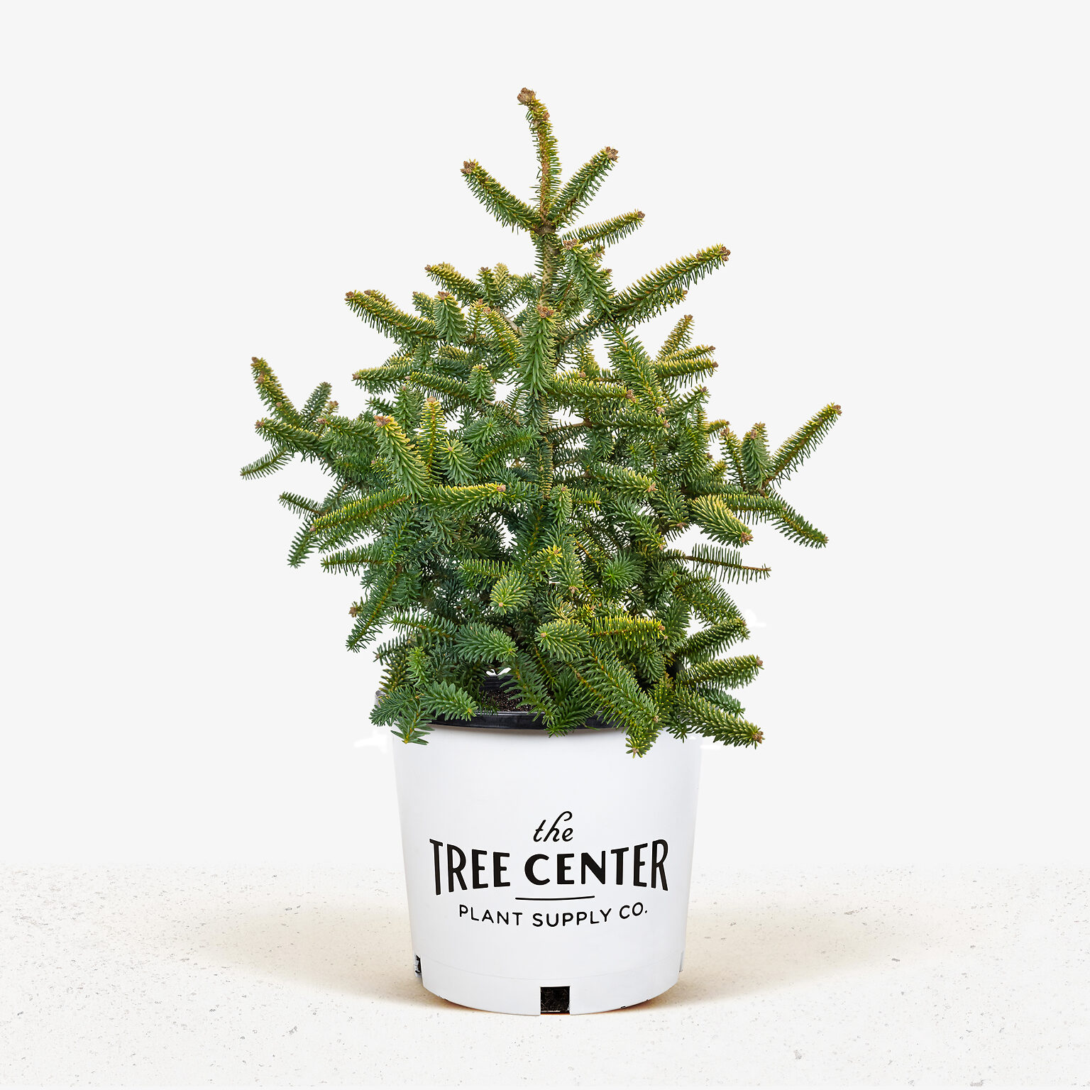 Golden Spanish Fir Trees For Sale | The Tree Center