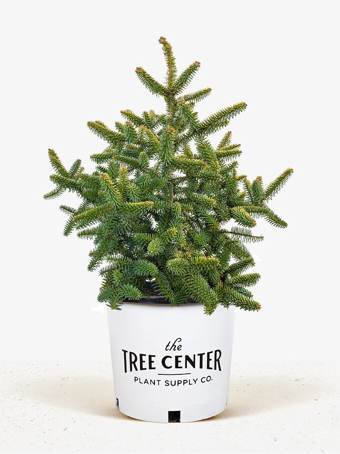 Fir Trees For Sale Online | The Tree Center