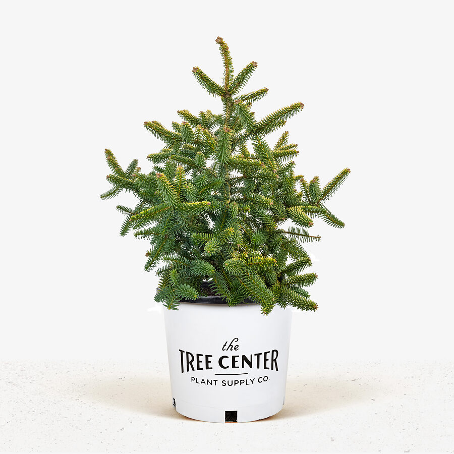 Golden Spanish Fir Trees For Sale | The Tree Center