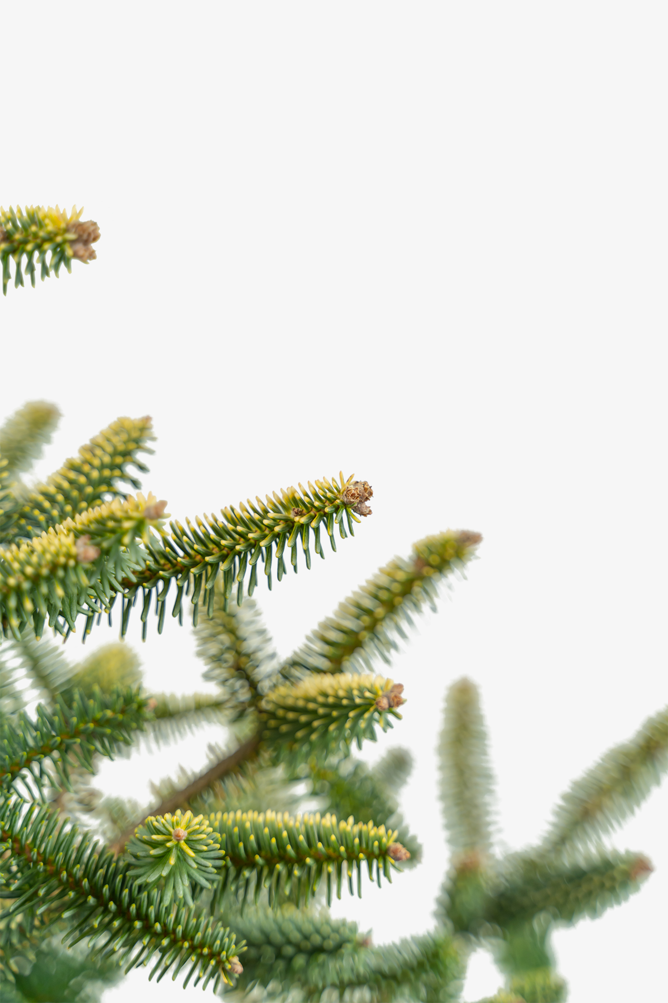 Golden Spanish Fir Trees For Sale | The Tree Center