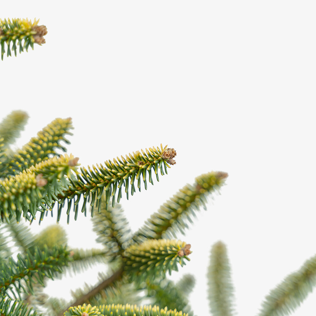 Golden Spanish Fir Trees For Sale | The Tree Center