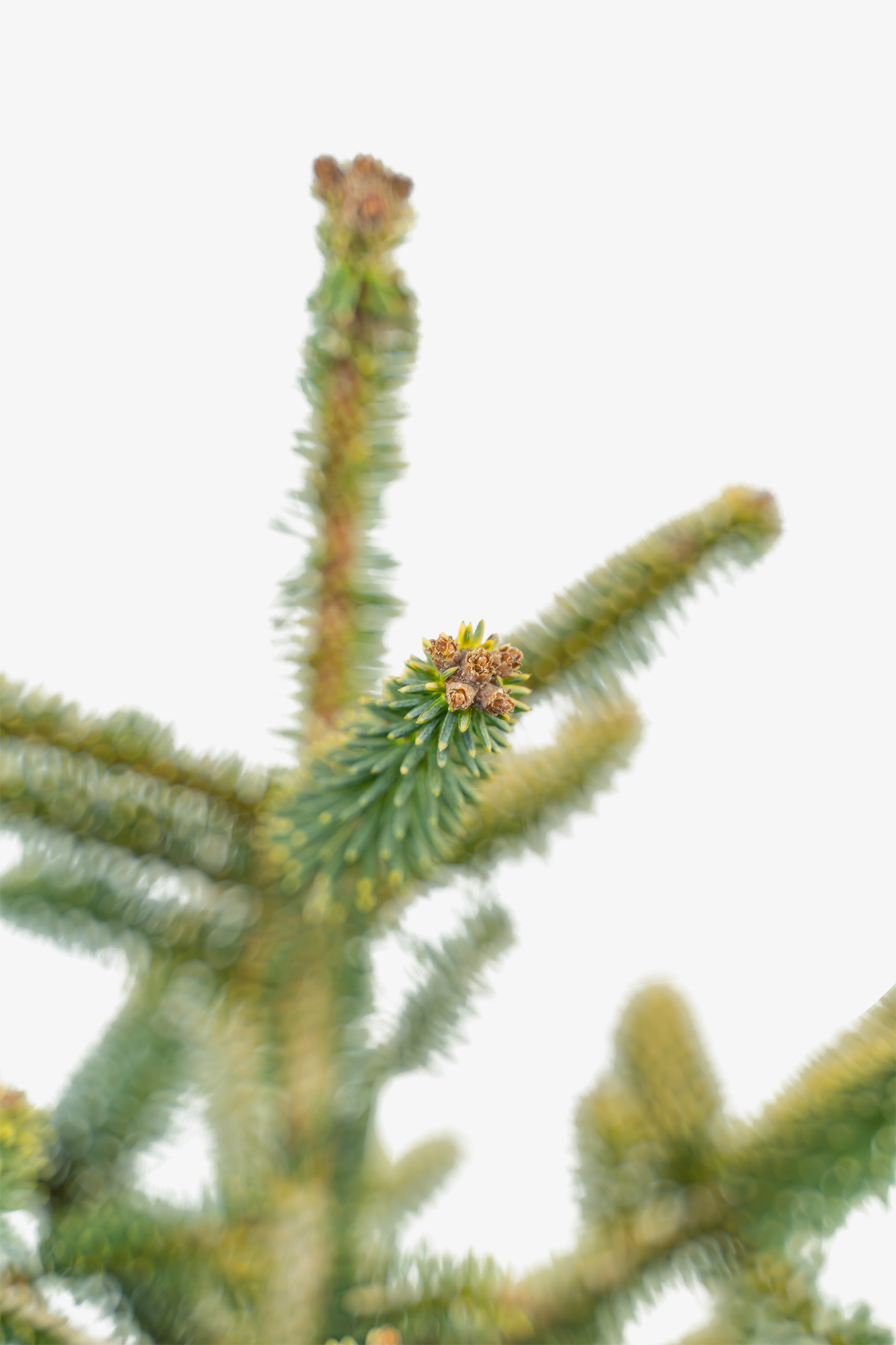 Golden Spanish Fir Trees For Sale | The Tree Center