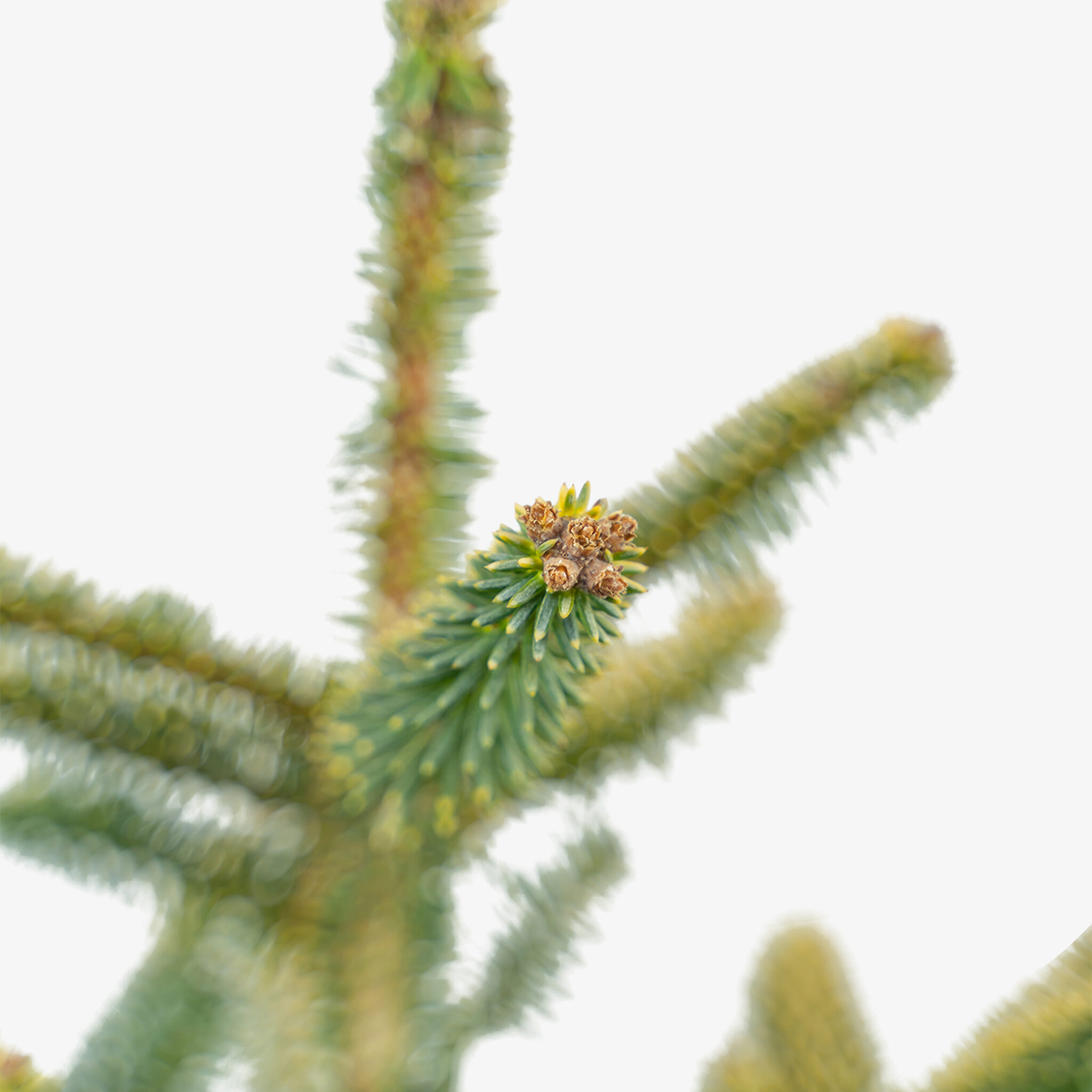 Golden Spanish Fir Trees For Sale | The Tree Center