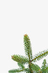 Golden Spanish Fir Trees For Sale | The Tree Center