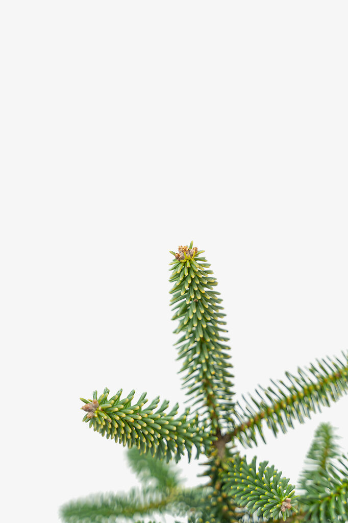 Golden Spanish Fir Trees For Sale | The Tree Center