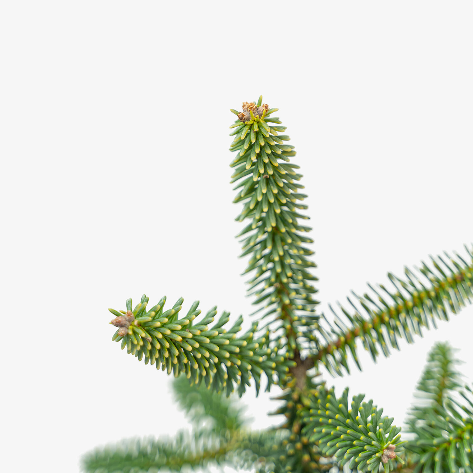 Golden Spanish Fir Trees For Sale | The Tree Center