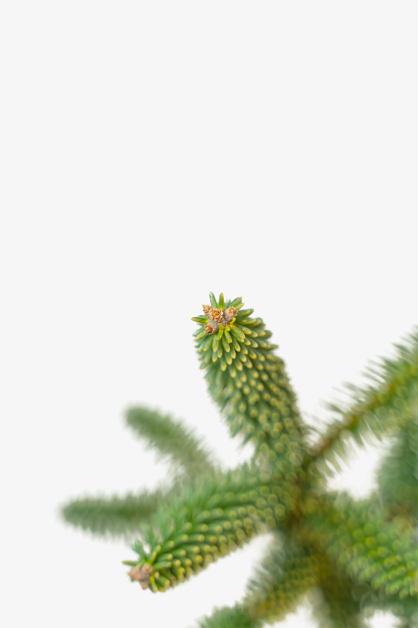 Golden Spanish Fir Trees For Sale | The Tree Center