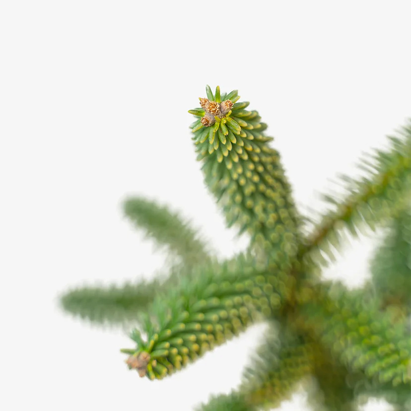 Golden Spanish Fir Trees For Sale | The Tree Center