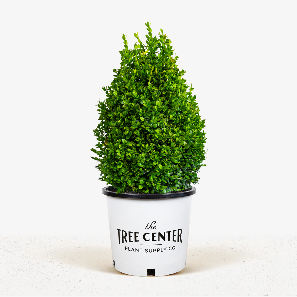 Green Mountain Boxwood Shrubs For Sale | The Tree Center