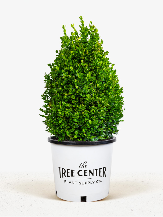 Best Trees To Buy In Iowa | Trees For Sale In Iowa