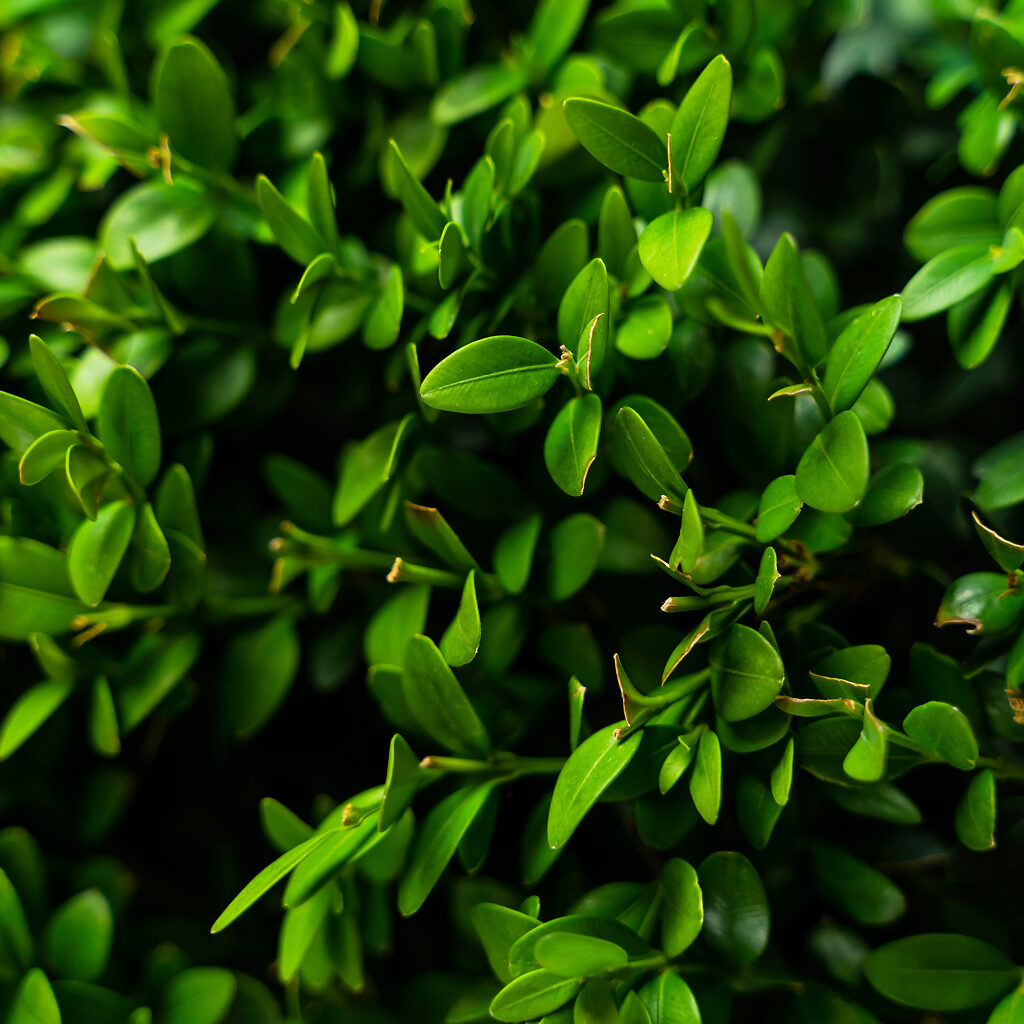 Green Mountain Boxwood Shrubs For Sale | The Tree Center