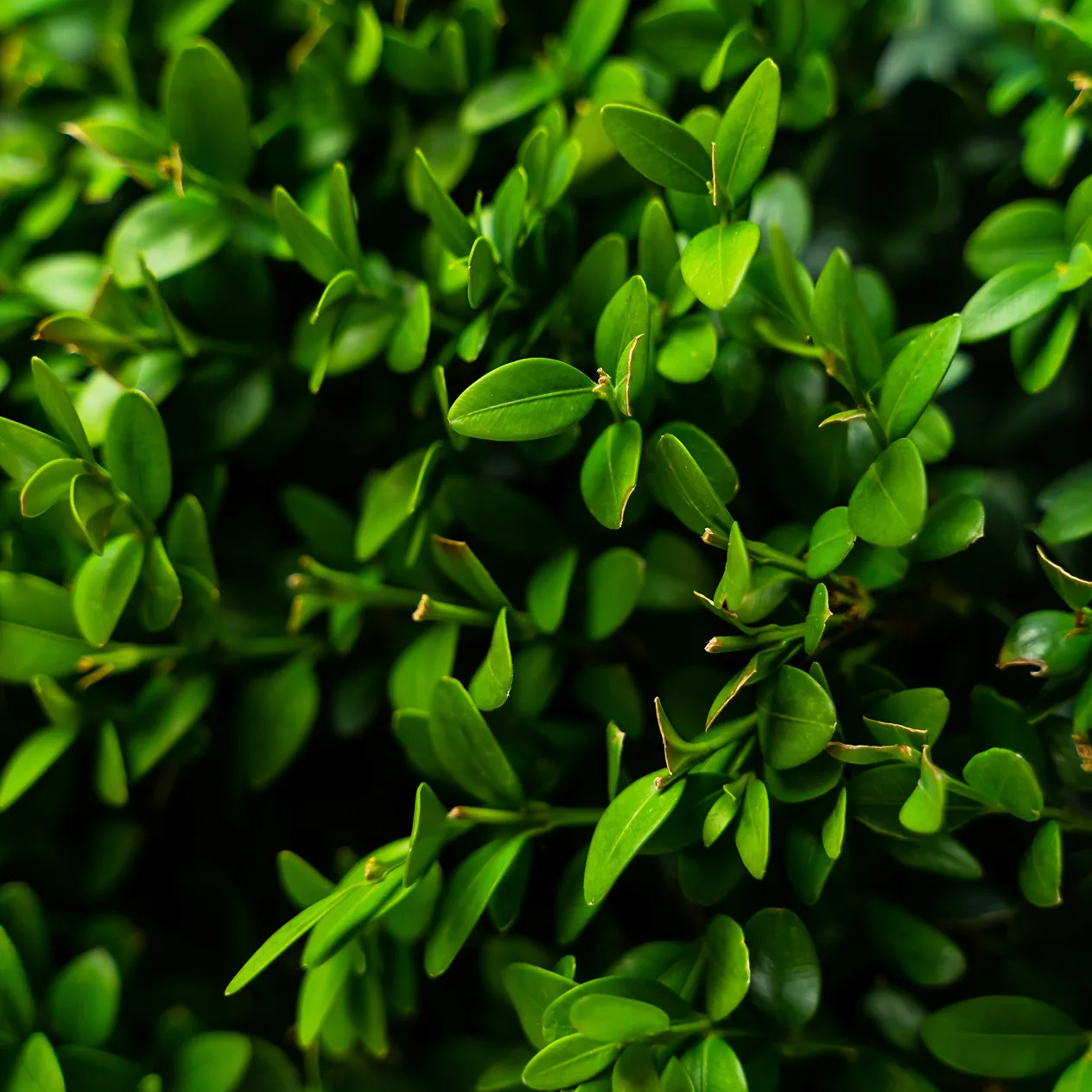 Green Mountain Boxwood Shrubs For Sale | The Tree Center