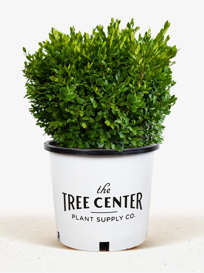 Oregon Trees For Sale | The Tree Center™