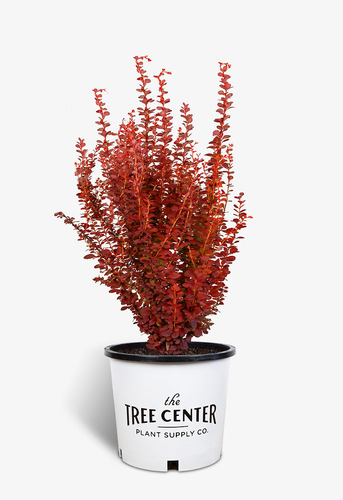 Orange Rocket Barberry Shrubs For Sale | The Tree Center