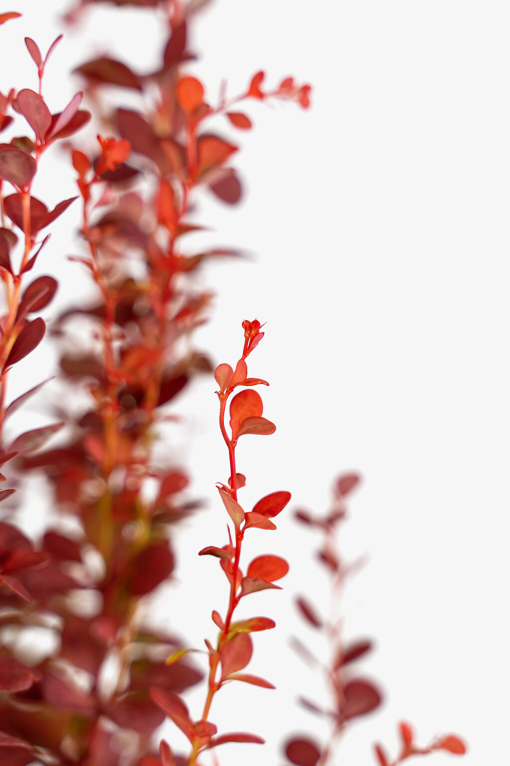 Orange Rocket Barberry Shrubs For Sale | The Tree Center