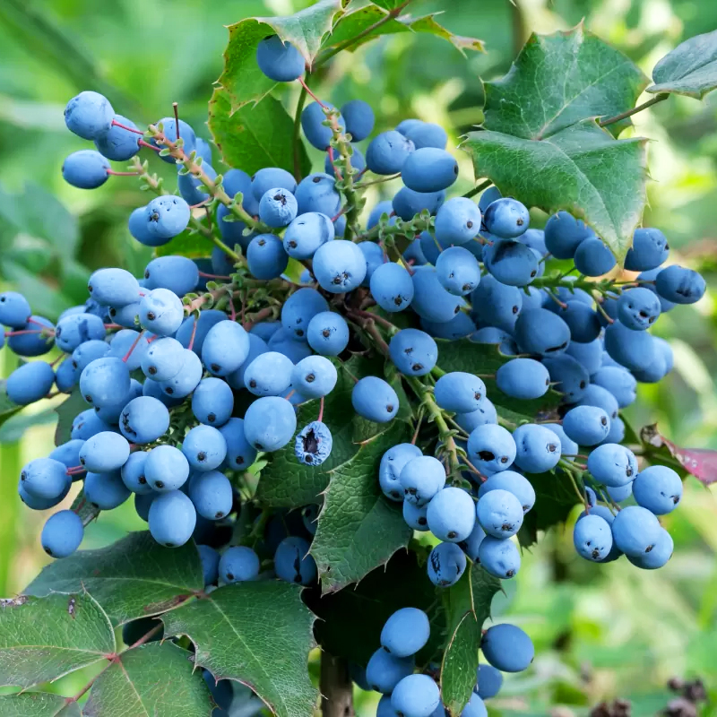 Oregon Grape Holly Shrubs For Sale | The Tree Center