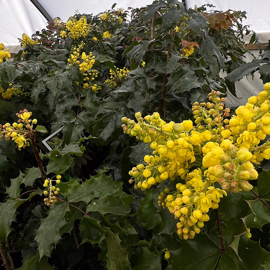 Oregon Grape Holly Shrubs For Sale | The Tree Center